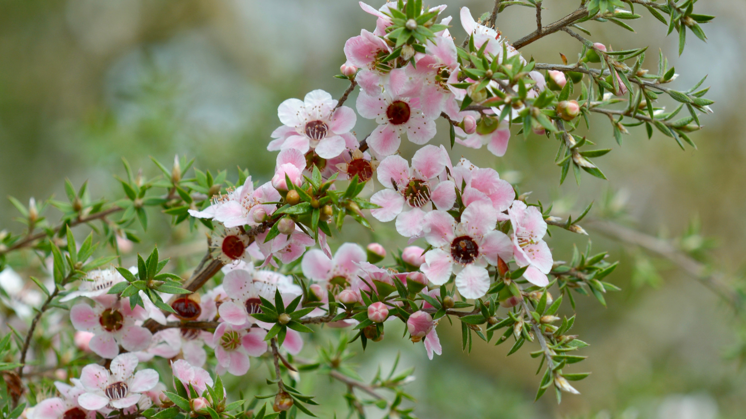 Marvelous Mānuka – PureNature NZ
