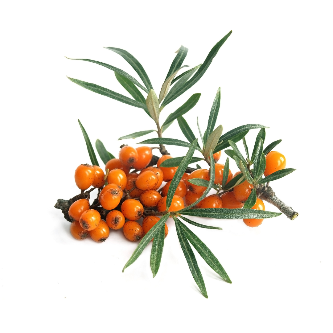 Sea Buckthorn Cellular Extract – PureNature NZ