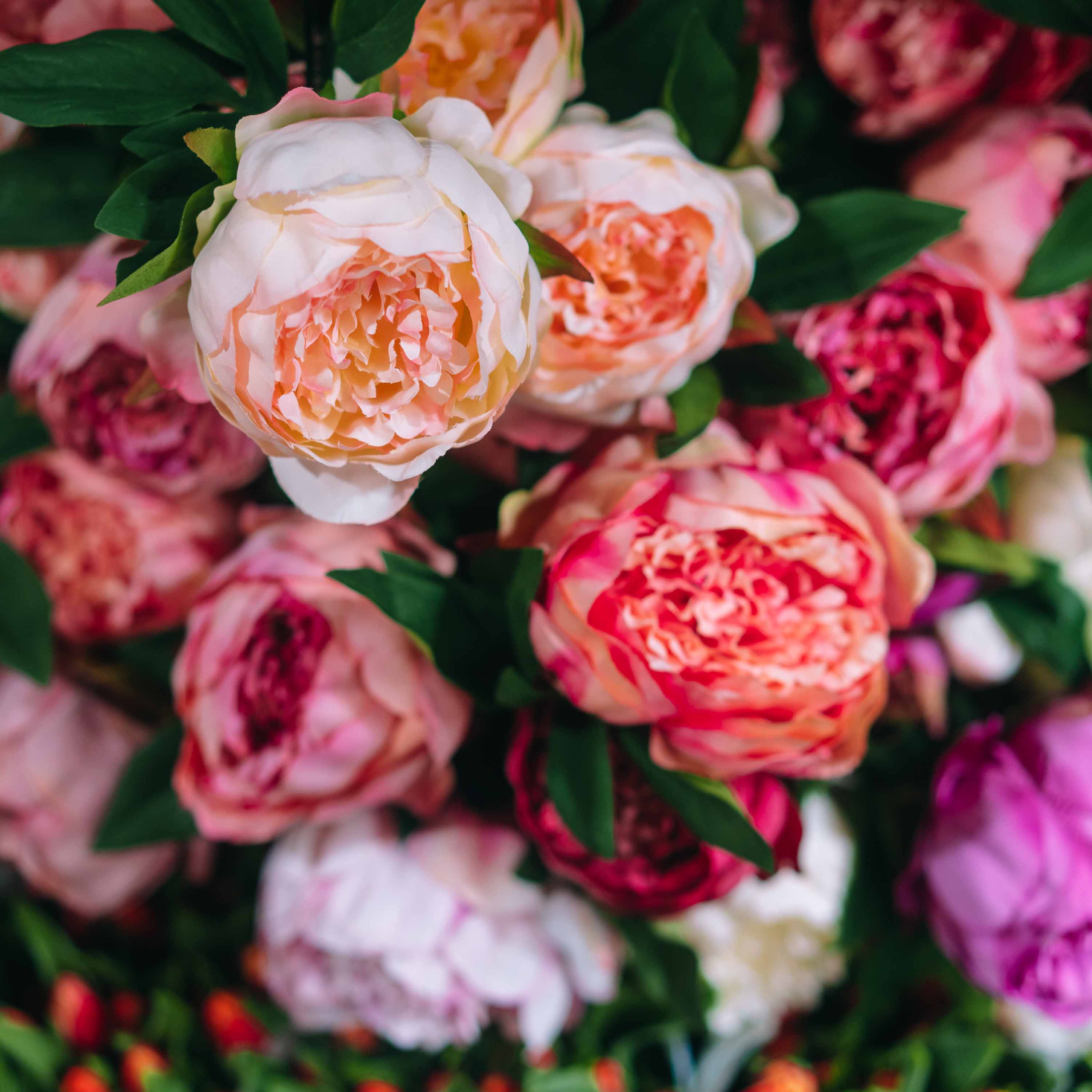 Magnolia & Peony Fragrance – PureNature NZ