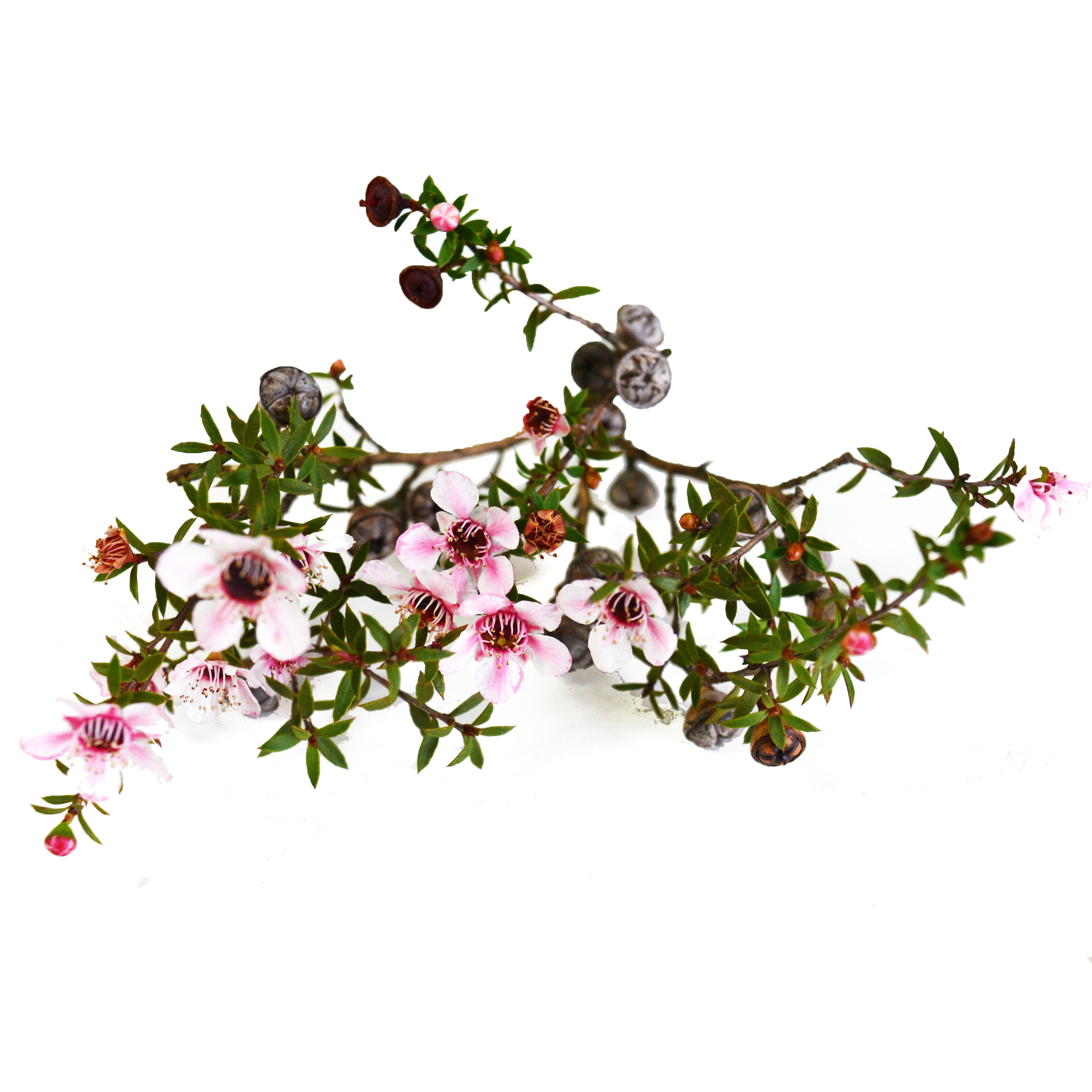 Mānuka Essential Oil 20+ – PureNature NZ