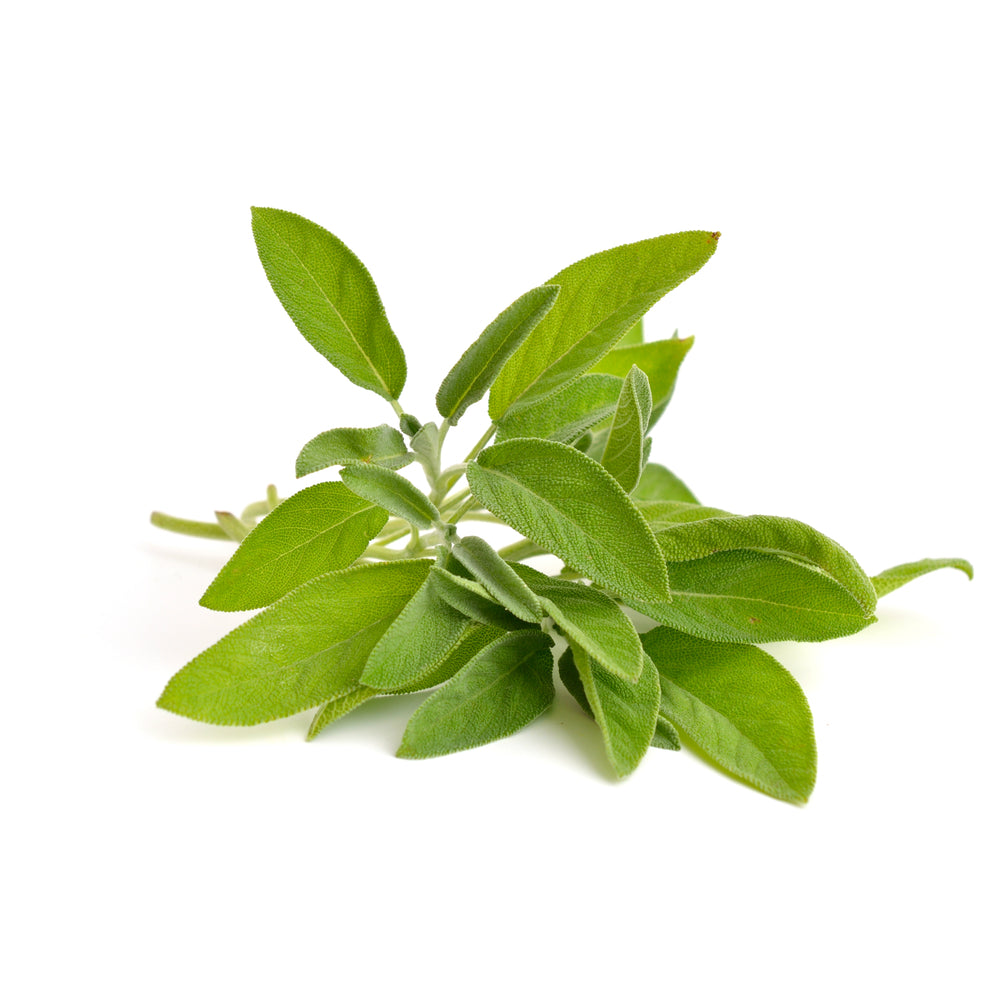 Sage, Dalmatian Essential Oil – PureNature NZ