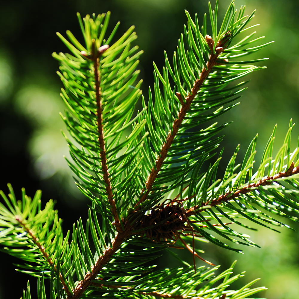 Fraser Fir Fragrance – PureNature NZ